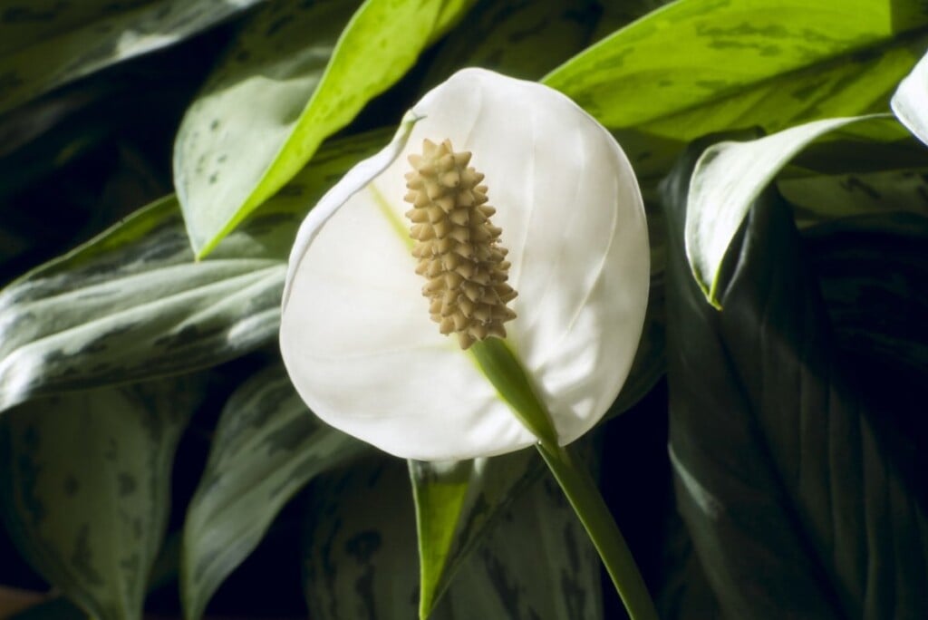 How to Grow and Care for Peace Lily Plants - Complete Guide