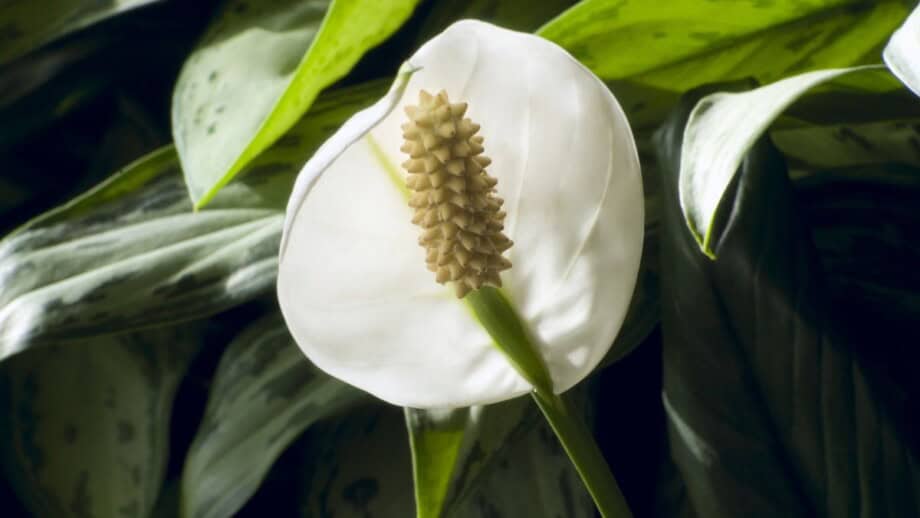 How to Grow and Care for Peace Lily Plants - Complete Guide