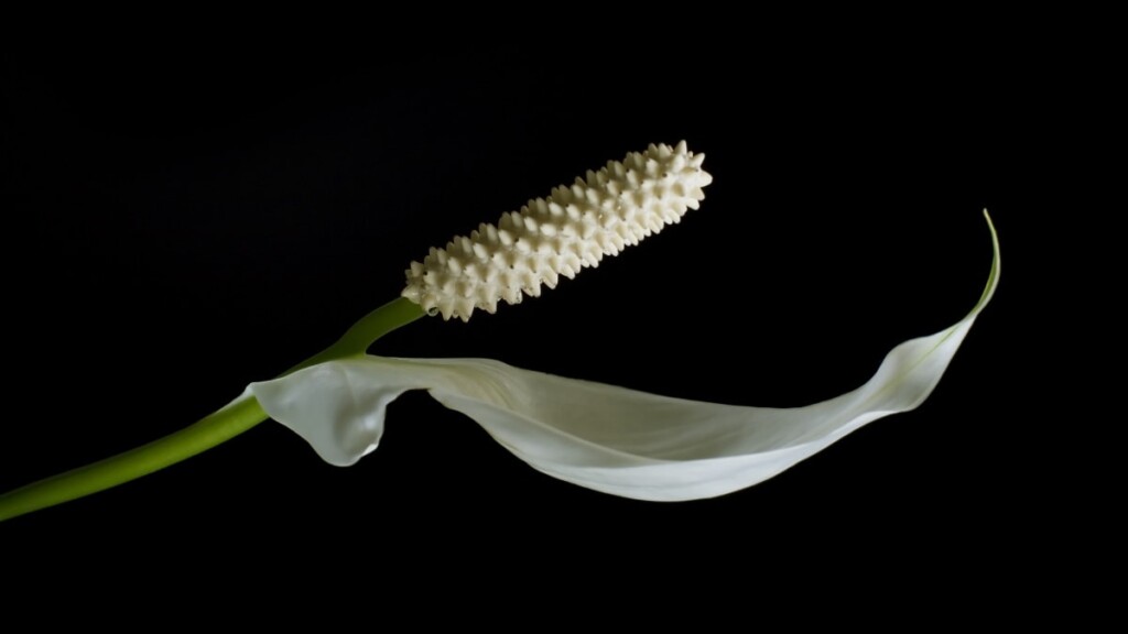 How to Grow and Care for Peace Lily Plants - Complete Guide