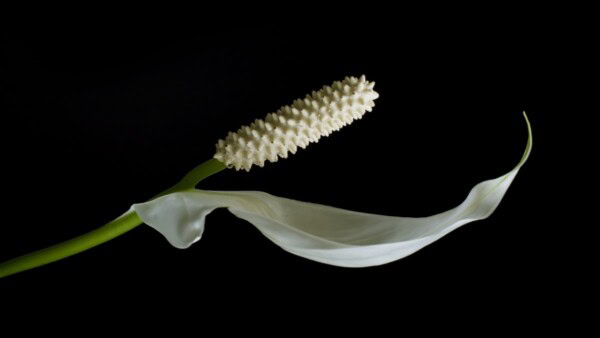 How to Grow and Care for Peace Lily Plants - Complete Guide