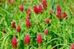 14 Essential Things to Know Before Considering a Clover Lawn