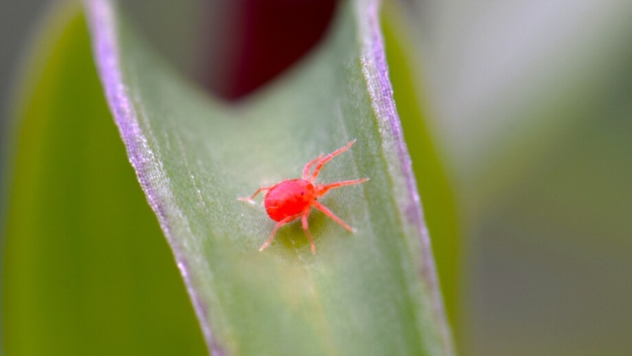 How to Get Rid of Spider Mites Effectively (Complete Guide)