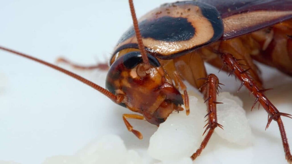 Do Cockroaches Bite + What Do Cockroach Bites Look Like?