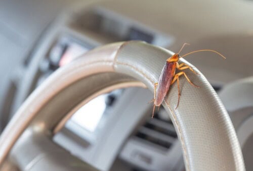 Roaches In Your Car: How They Get In and How to Kill Them