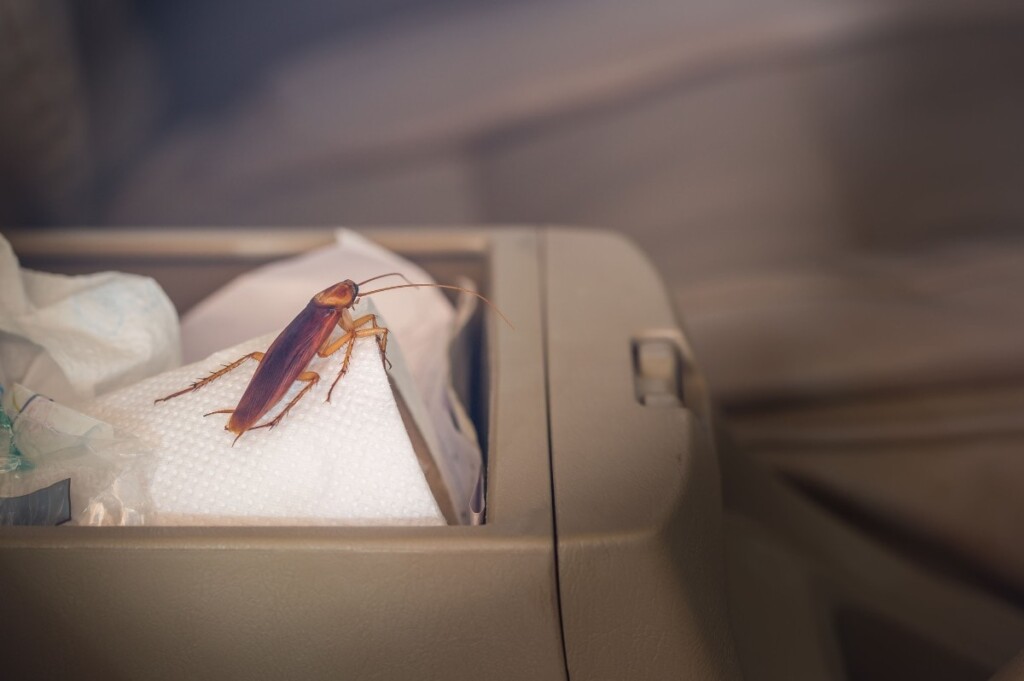 Roaches In Your Car: How They Get In and How to Kill Them
