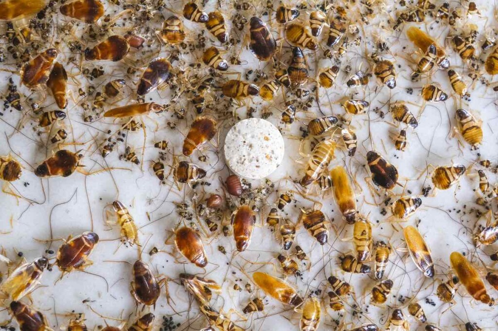 Roaches In Your Car: How They Get In and How to Kill Them