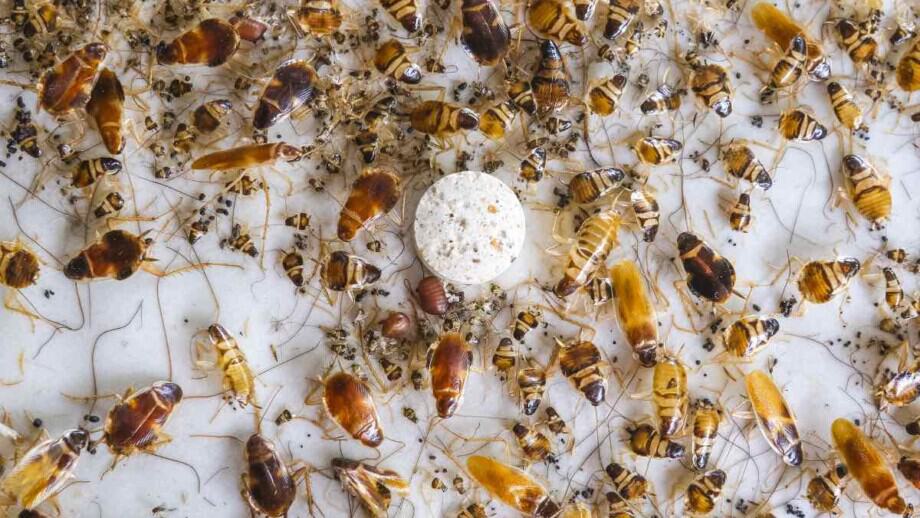 Roaches In Your Car: How They Get In and How to Kill Them