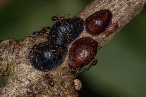 Sugar Ants Explained (with Photos) + DIY Removal Instructions