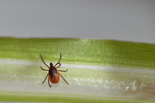 8 Most Common Bugs That Look Like Bed Bugs (Complete Guide)