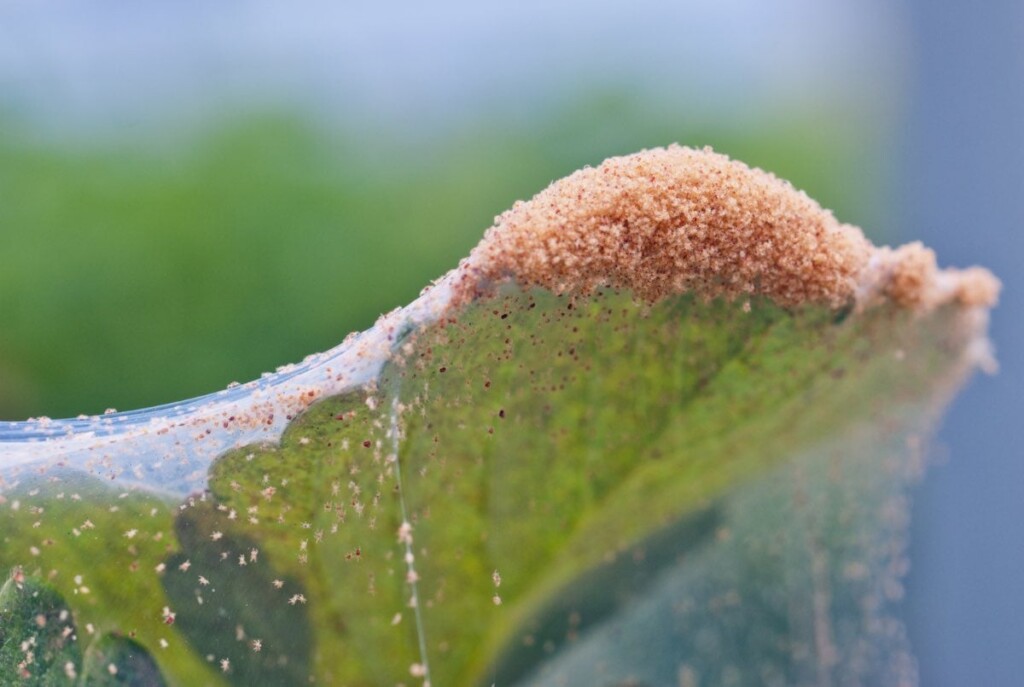 How to Get Rid of Spider Mites Effectively (Complete Guide)
