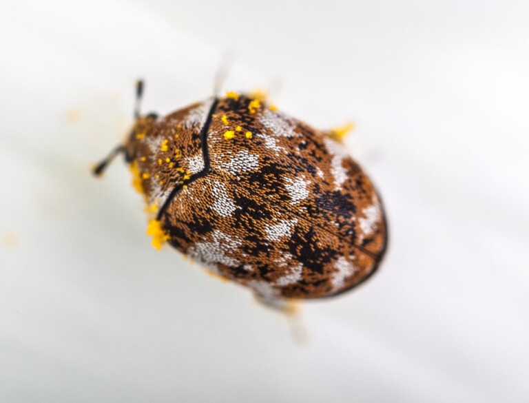 Carpet Beetle: How to Identify and Get Rid of Carpet Beetles