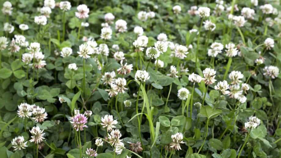 14 Essential Things to Know Before Considering a Clover Lawn