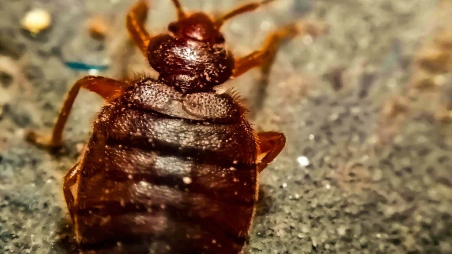 Complete Guide to Bed Bug Traps (+ 3 Best Ones in 2024!)