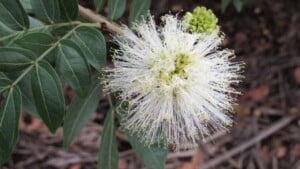 How to Plant, Grow, and Care for Mimosa Tree - Full Guide - 2023