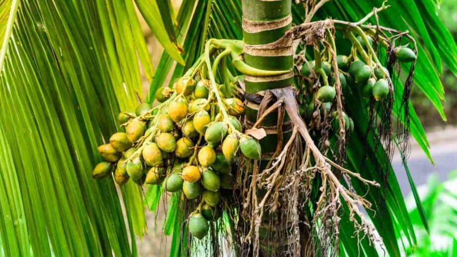 How to Grow and Care for Areca Palm (Indoors + Outdoors) - 2023