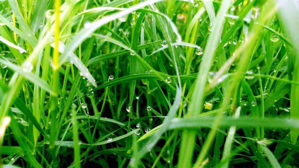 How to Grow & Care for Bermuda Grass - All You Need to Know '23