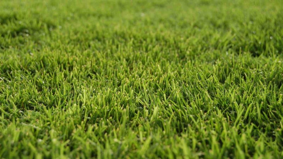How to Grow & Care for Bermuda Grass - All You Need to Know '23