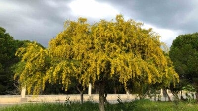 How to Plant, Grow, and Care for Mimosa Tree - Full Guide - 2023