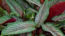 How to Plant, Grow, and Care for Calathea Ornata Indoors