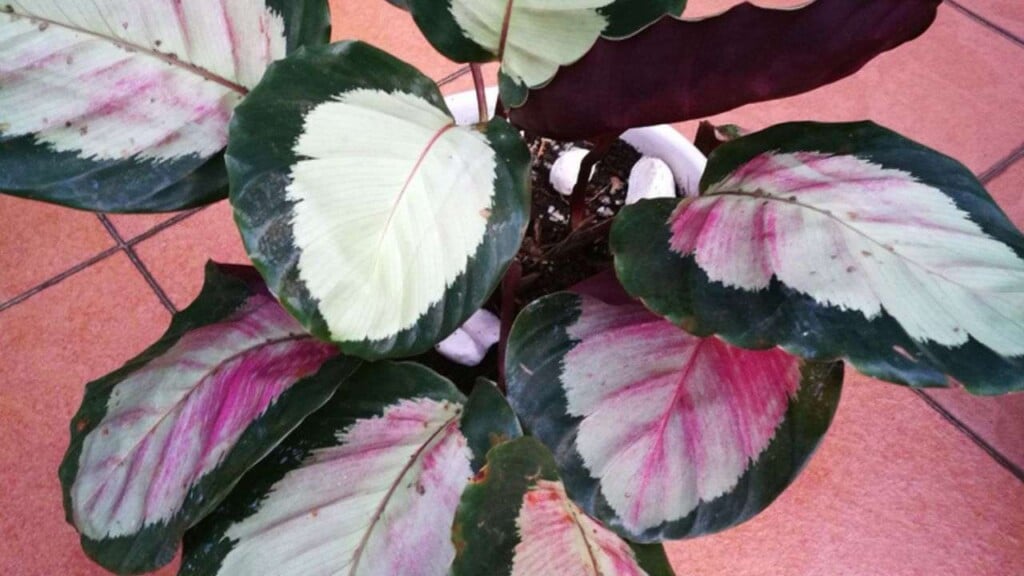 How to Plant, Grow, and Care for Calathea Roseopicta Indoors
