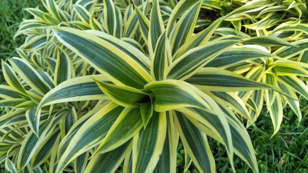 How to Grow and Care for Dracaena: Complete Beginner's Guide