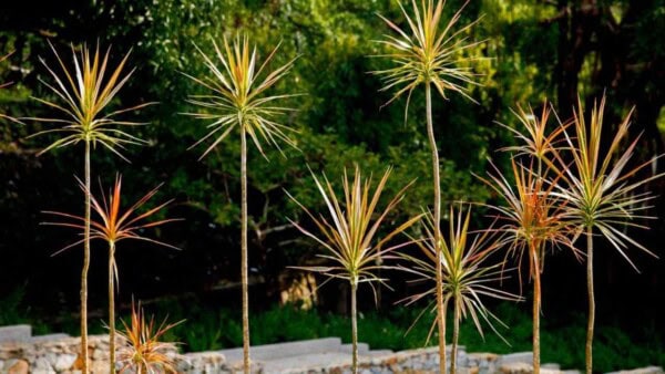 How to Grow and Care for Dracaena: Complete Beginner's Guide