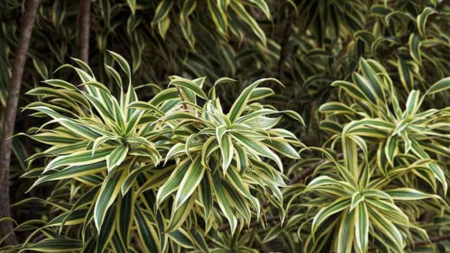 How to Grow and Care for Dracaena: Complete Beginner's Guide