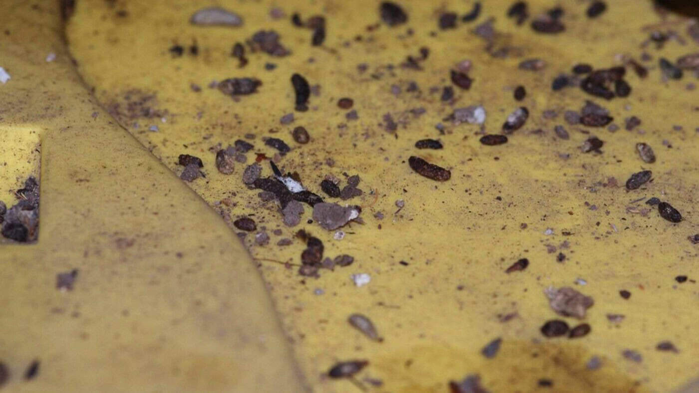 How to Get Rid of Rats (Both Inside and Outside Your Home)