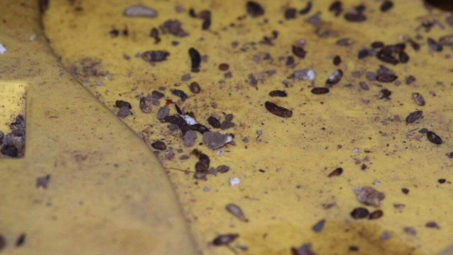 How to Get Rid of Rats (Both Inside and Outside Your Home)