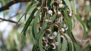 How to Grow and Care for Eucalyptus Plant (Indoors + Outdoors)