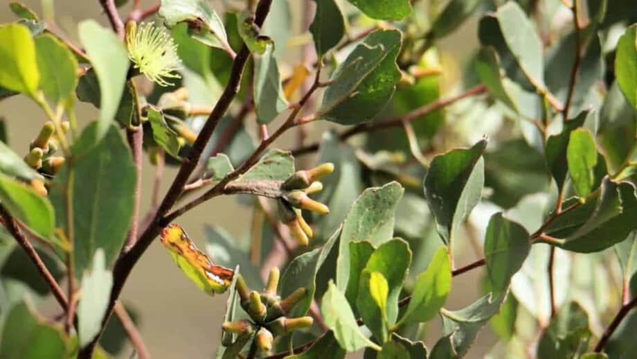 How to Grow and Care for Eucalyptus Plant (Indoors + Outdoors)