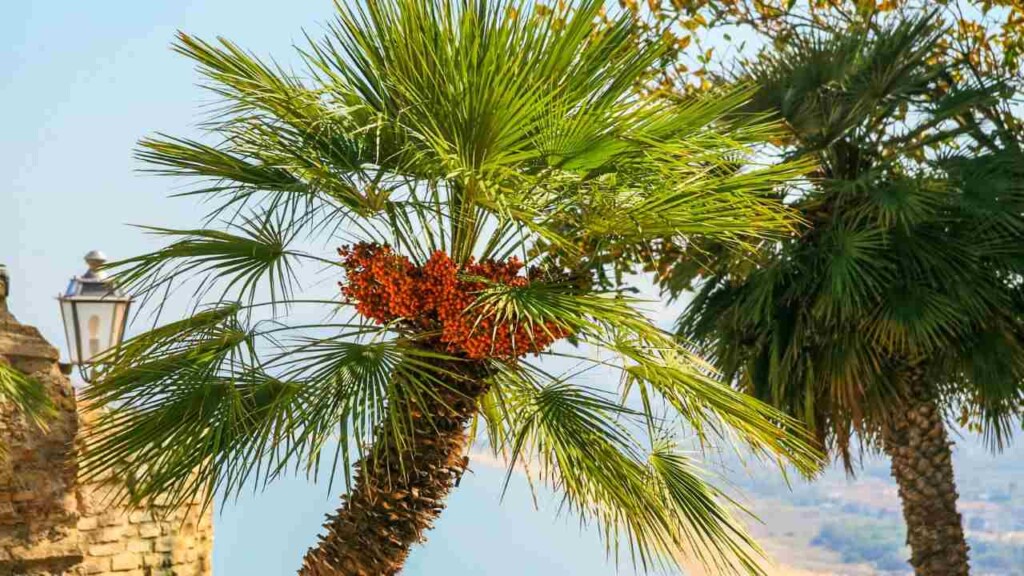 20 Most Popular Types of Palm Trees for Homeowners in 2024!