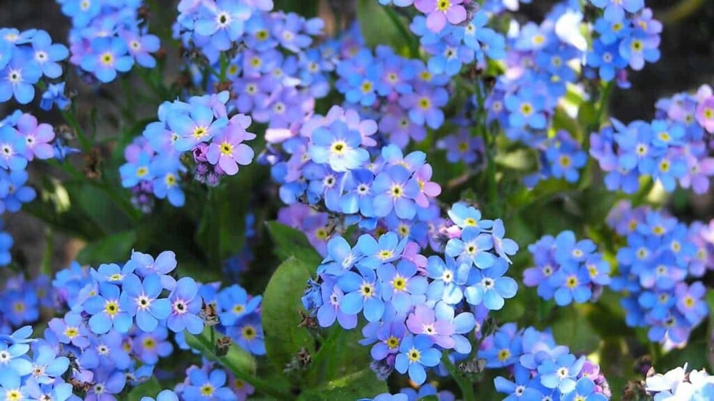Forget Me Not: Plant Care Tips, Growing Guide, and Symbolism