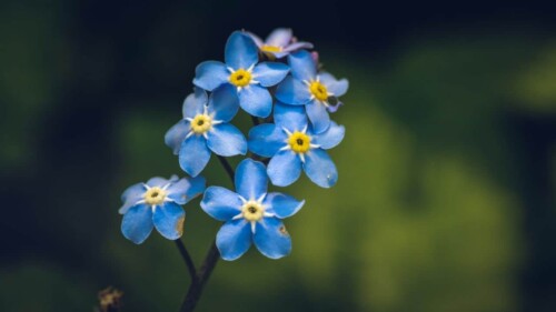 Forget Me Not: Plant Care Tips, Growing Guide, and Symbolism