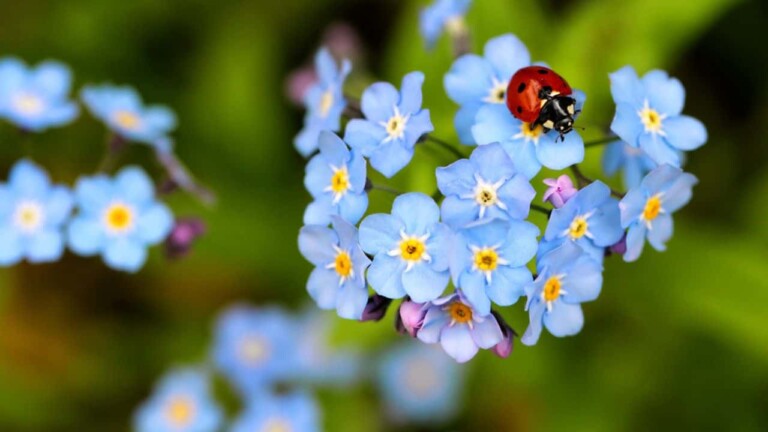 Forget Me Not: Plant Care Tips, Growing Guide, and Symbolism