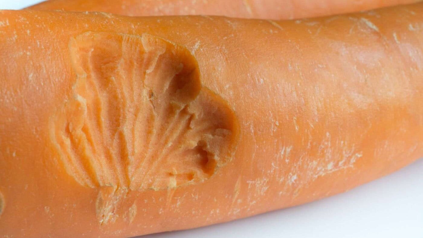 How to Get Rid of Rats (Both Inside and Outside Your Home)