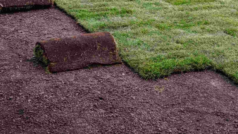 How to Grow & Care for Bermuda Grass - All You Need to Know '23