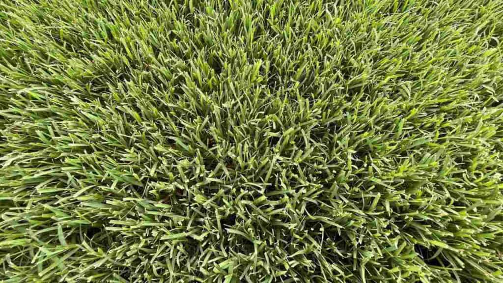 How to Grow & Care for Bermuda Grass - All You Need to Know '23
