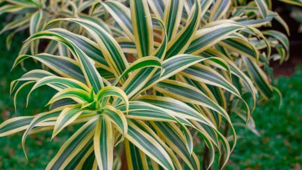 How to Grow and Care for Dracaena: Complete Beginner's Guide