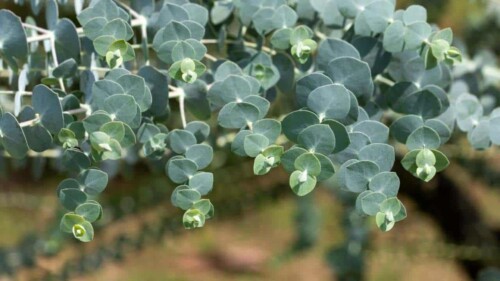 How to Grow and Care for Eucalyptus Plant (Indoors + Outdoors)
