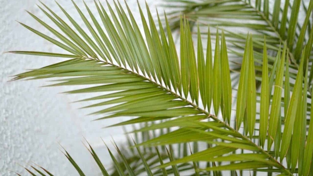 How to Grow and Care for Majesty Palm - Complete Guide - 2023