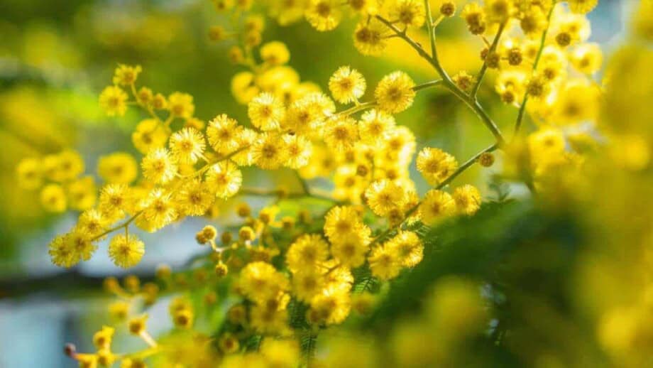 How to Plant, Grow, and Care for Mimosa Tree - Full Guide - 2023