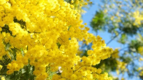 How to Plant, Grow, and Care for Mimosa Tree - Full Guide - 2023