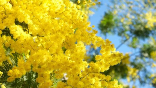 How to Plant, Grow, and Care for Mimosa Tree - Full Guide - 2023