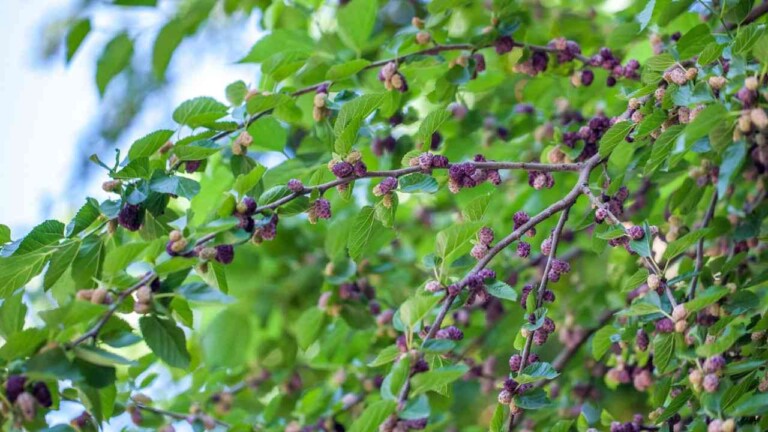 How to Plant, Grow & Care for Mulberry Tree - Full Guide - 2023