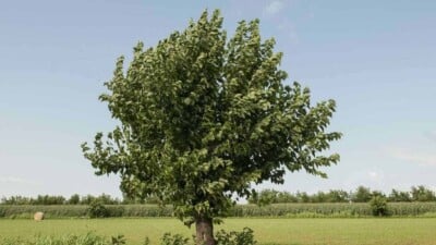 How to Plant, Grow & Care for Mulberry Tree - Full Guide - 2023