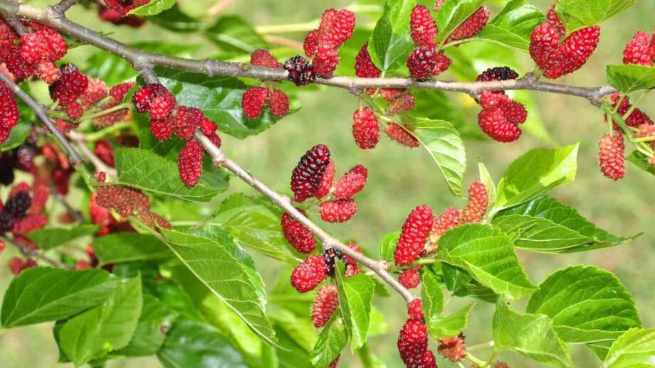 How to Plant, Grow & Care for Mulberry Tree - Full Guide - 2023