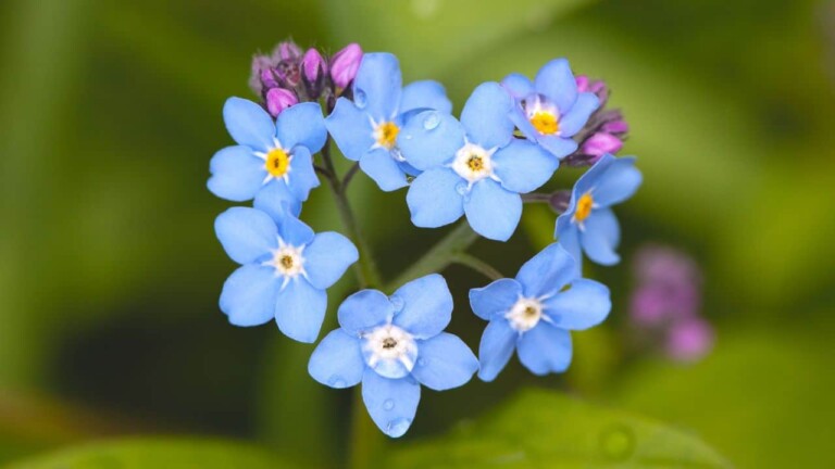 Forget Me Not: Plant Care Tips, Growing Guide, and Symbolism