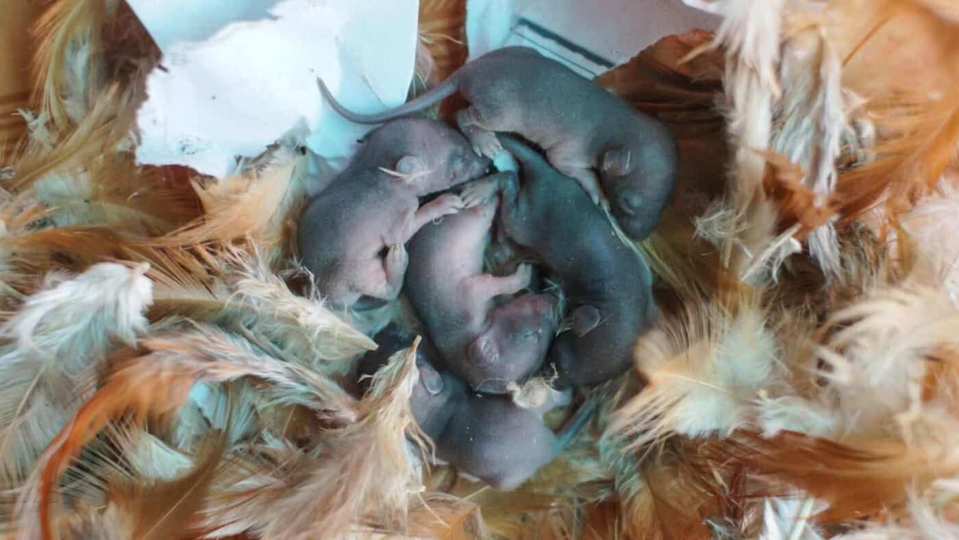 How to Get Rid of Rats (Both Inside and Outside Your Home)