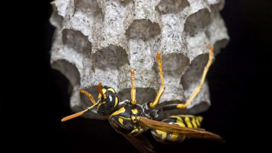 How to Get Rid of Wasps Effectively and Prevent Future Nests